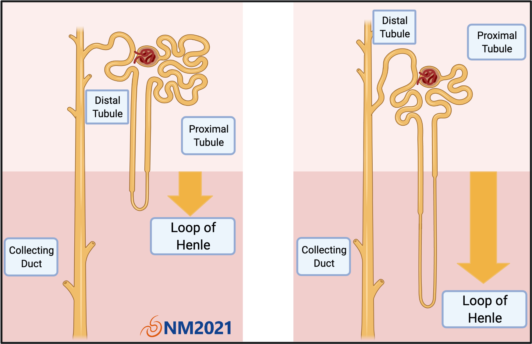 #NephMadness 2021: Animal House Region – AJKD Blog