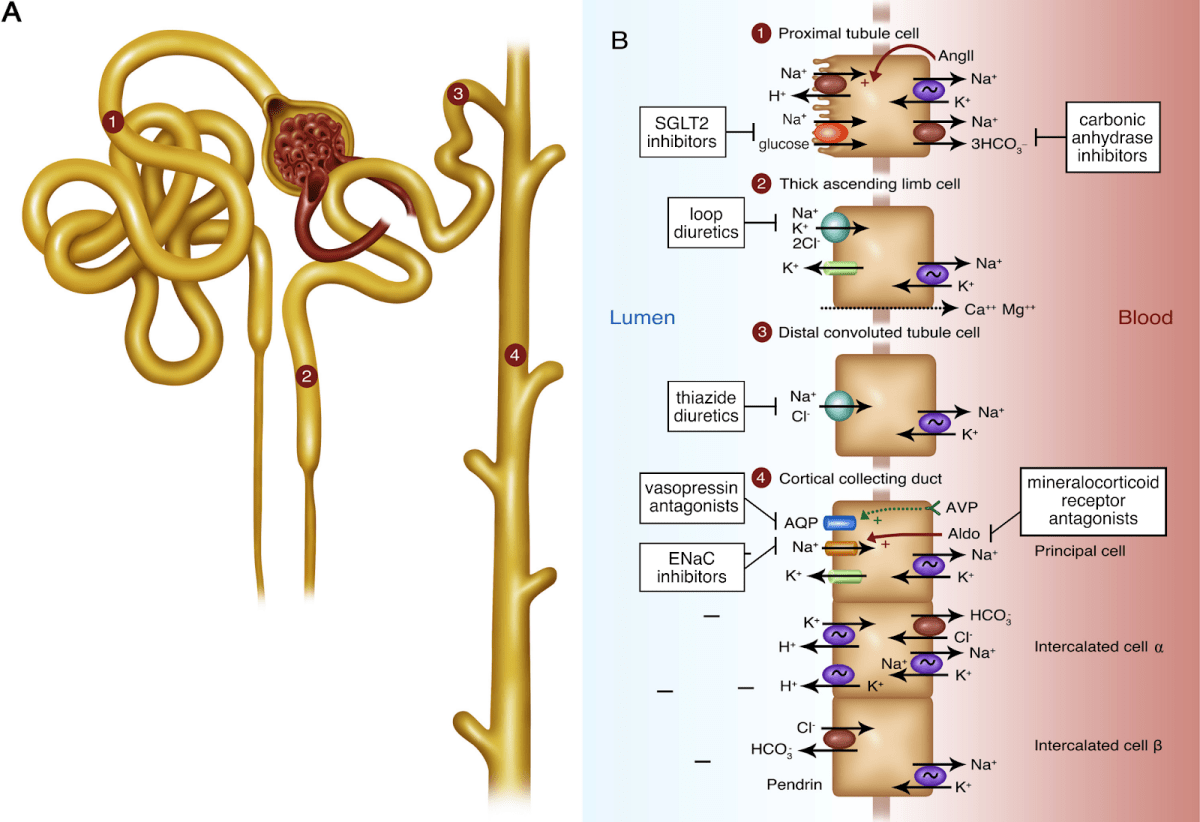 #NephMadness 2022: Cardiorenal Region – AJKD Blog