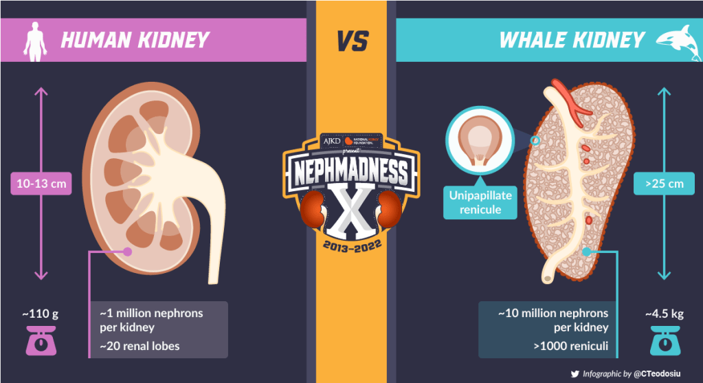 #NephMadness 2022: Animal House 3 – AJKD Blog
