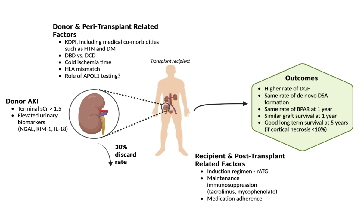 Kidneys From Donors With Acute Kidney Injury, Less-Than-Perfect Kidneys ...