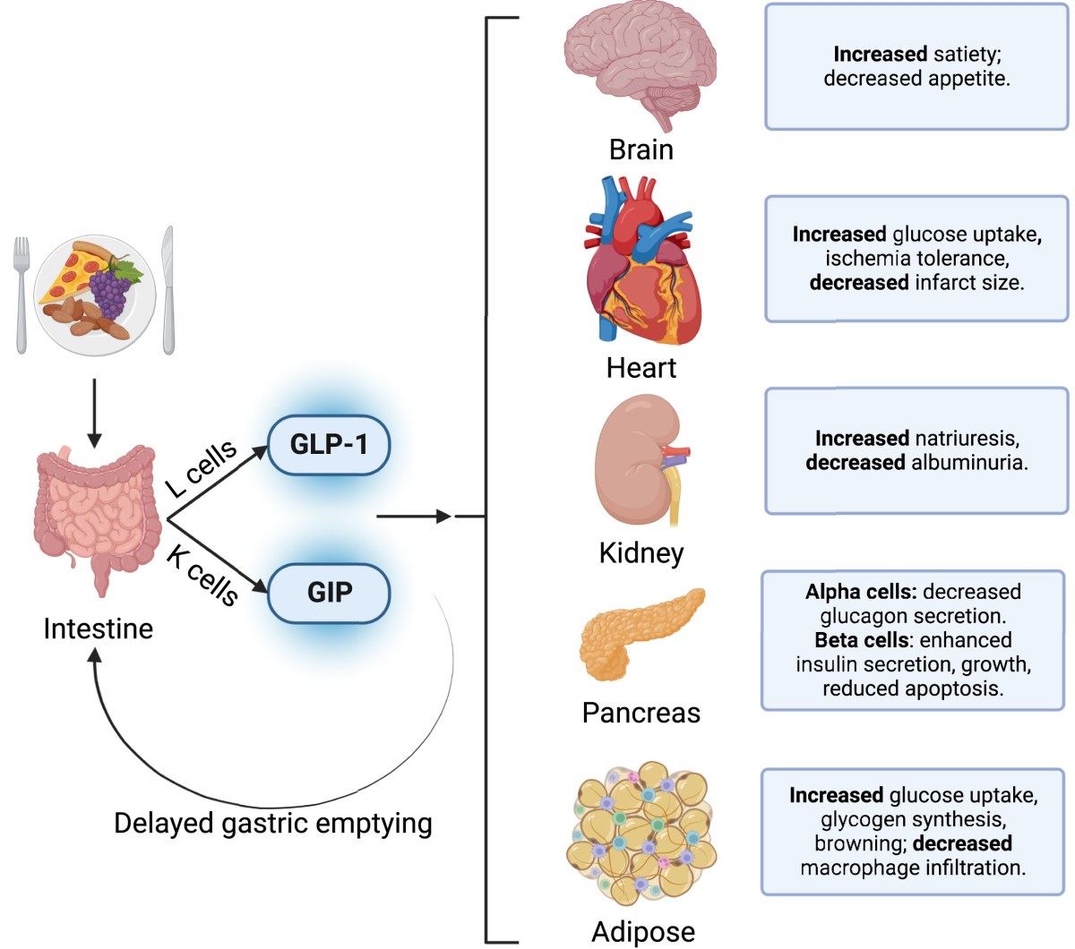 Obesity Primer for Nephrologists: An Interview – AJKD Blog
